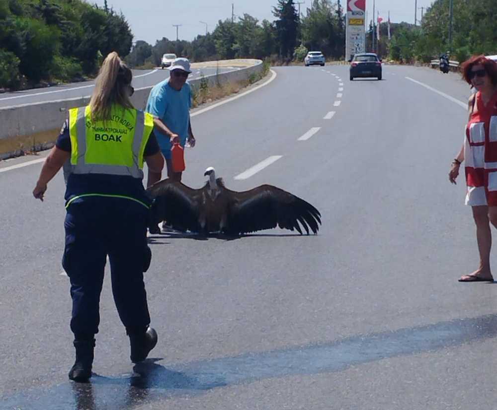 Crete’s birds of prey under stress | The Kolymbari Courier